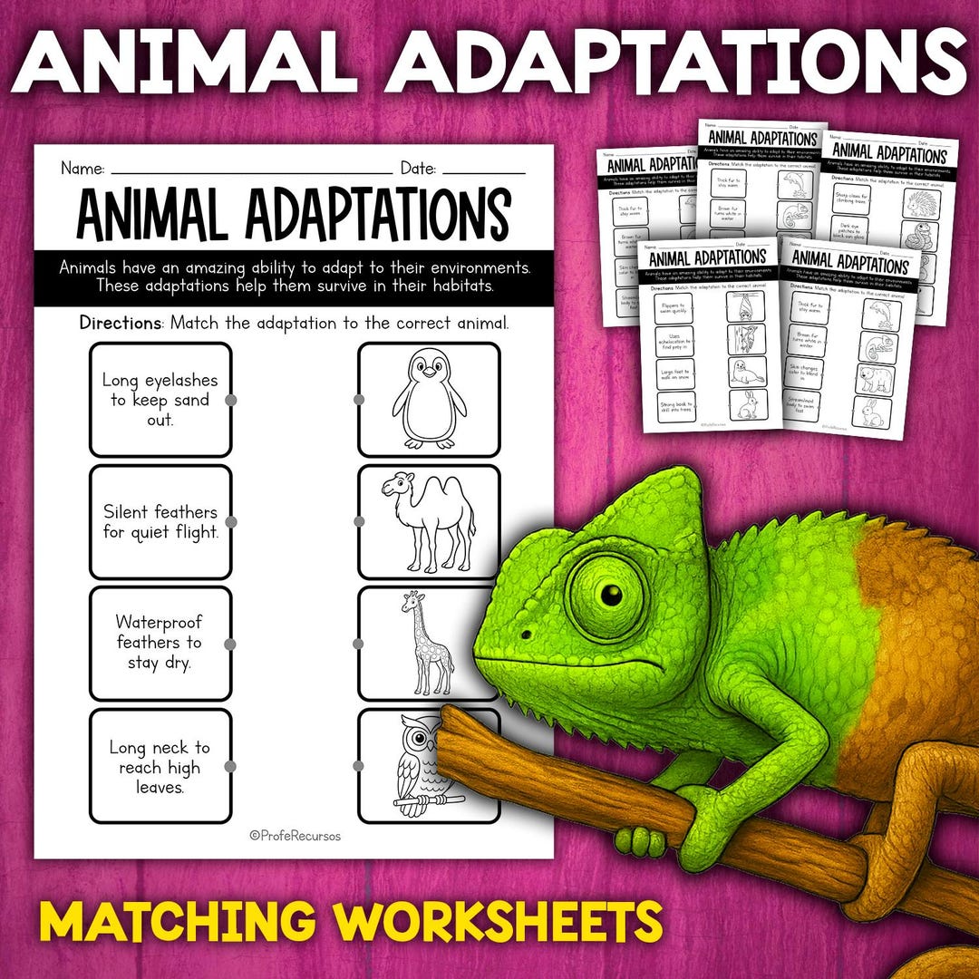Animal Adaptations Behavior Matching Worksheet | Animal Adaptation ...
