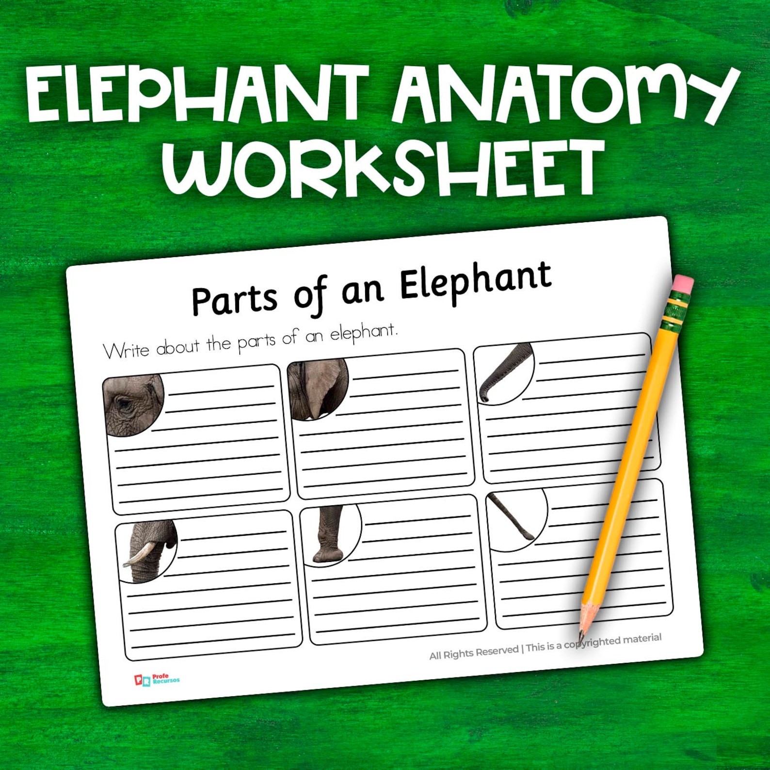 Elephant Anatomy Parts Elephants Parts of an Elephant Diagram Elephant ...