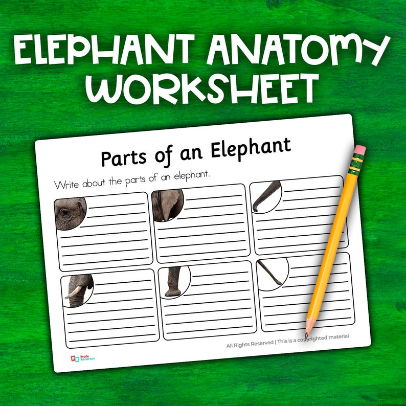 Elephant Anatomy Parts Elephants Parts of an Elephant Diagram Elephant ...