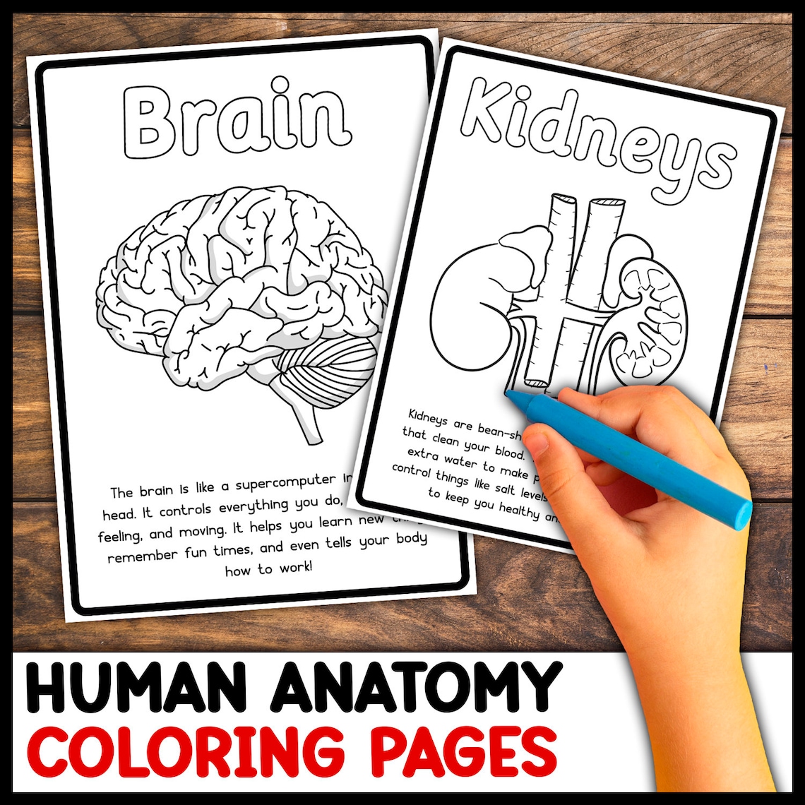 Human Anatomy Coloring Pages | Human Body Organs for Kids - Etsy