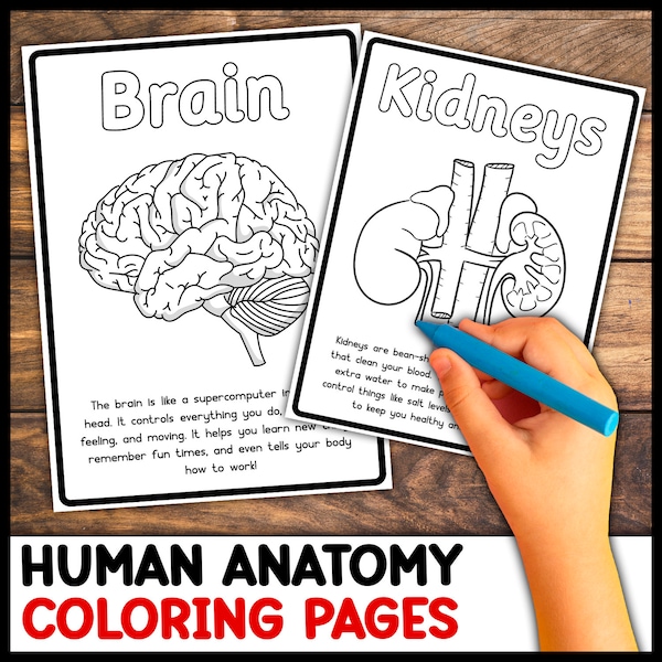 Human Body Organs Coloring Pages for Kids: Human Body Organs - Etsy