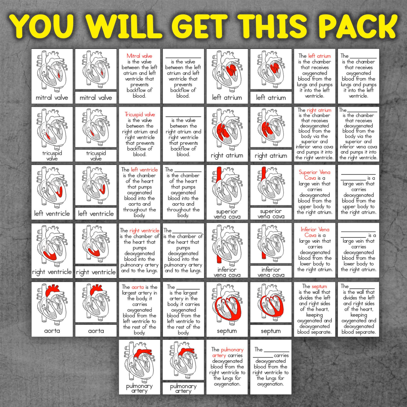 Human Heart Anatomy Parts Human Heart Nomenclature Cards Human Heart 3 ...