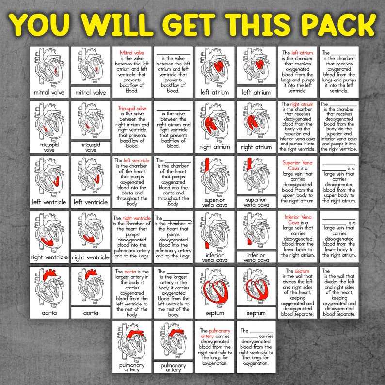 Human Heart Anatomy Parts Human Heart Nomenclature Cards Human Heart 3 ...