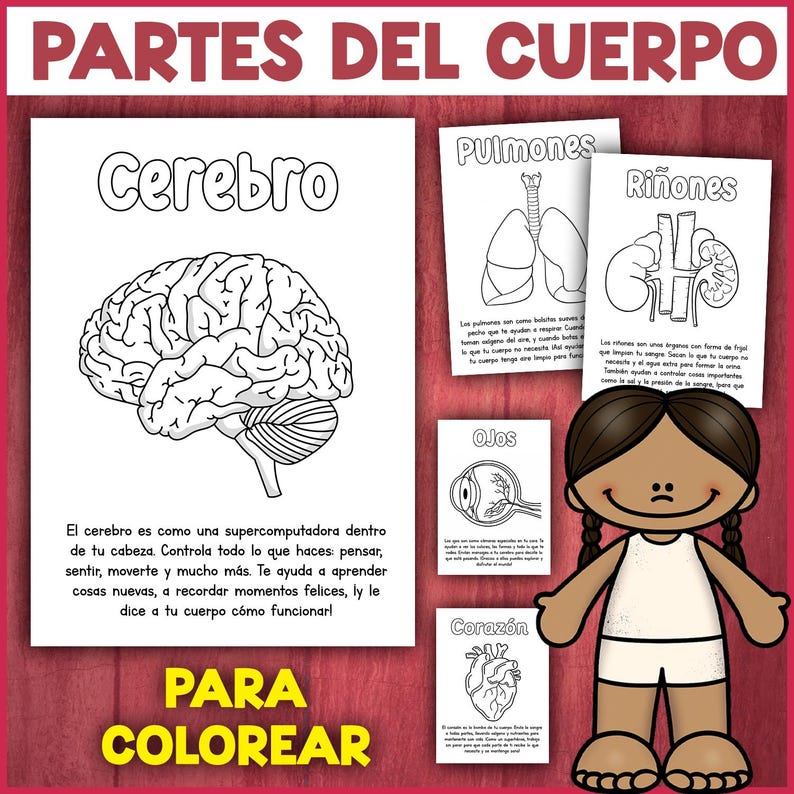 Spanish Body Organs & Body Parts Coloring Pages | Organs and Body Parts ...