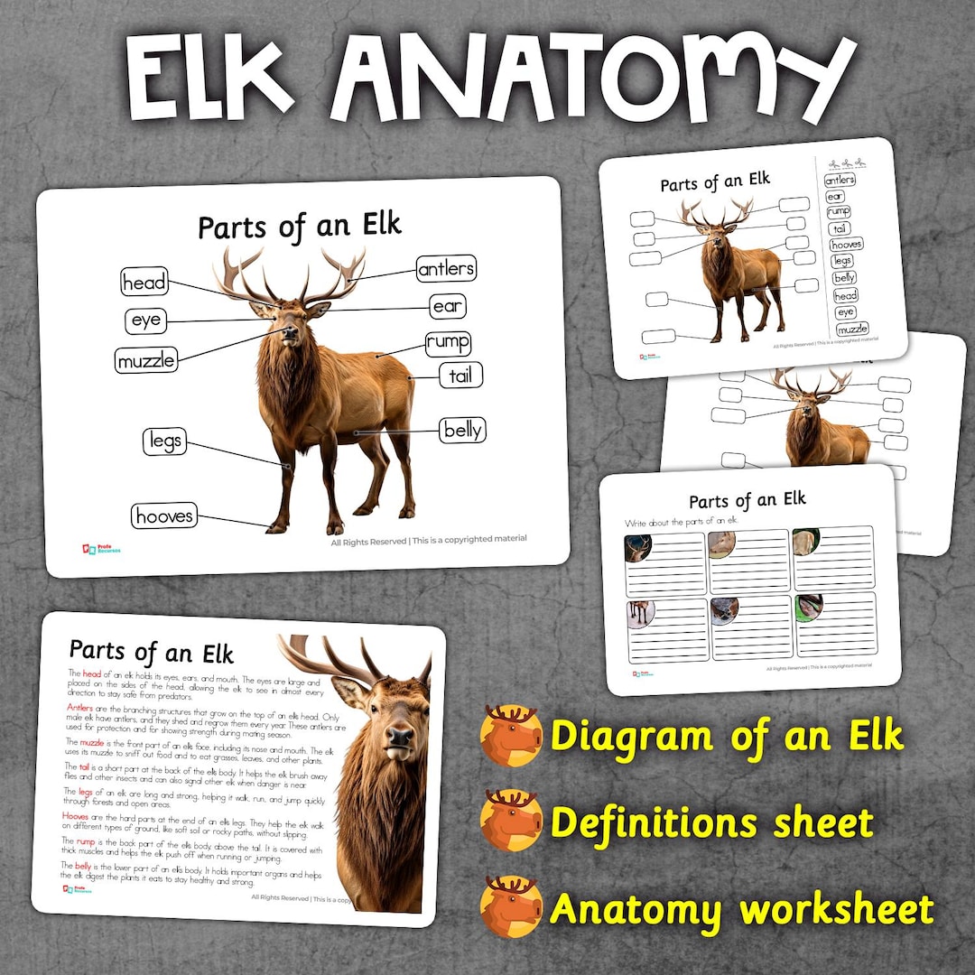 Anatomy of an Elk Labeled Elk Diagram Anatomy Parts of Elks Body Parts ...