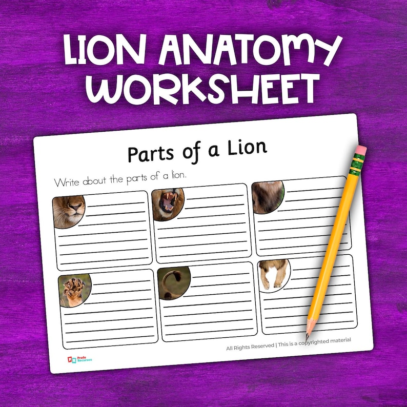 Parts of a Lion Anatomy Parts All About African Lion African Lion ...