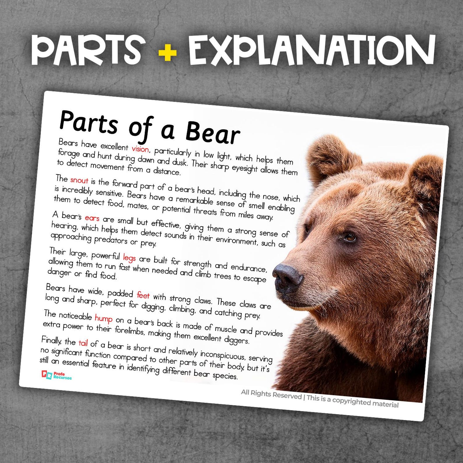 Bear Anatomy Parts Bear Diagram Bear Parts Display Poster All About ...