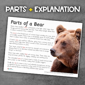 Bear Anatomy Parts Bear Diagram Bear Parts Display Poster All About ...