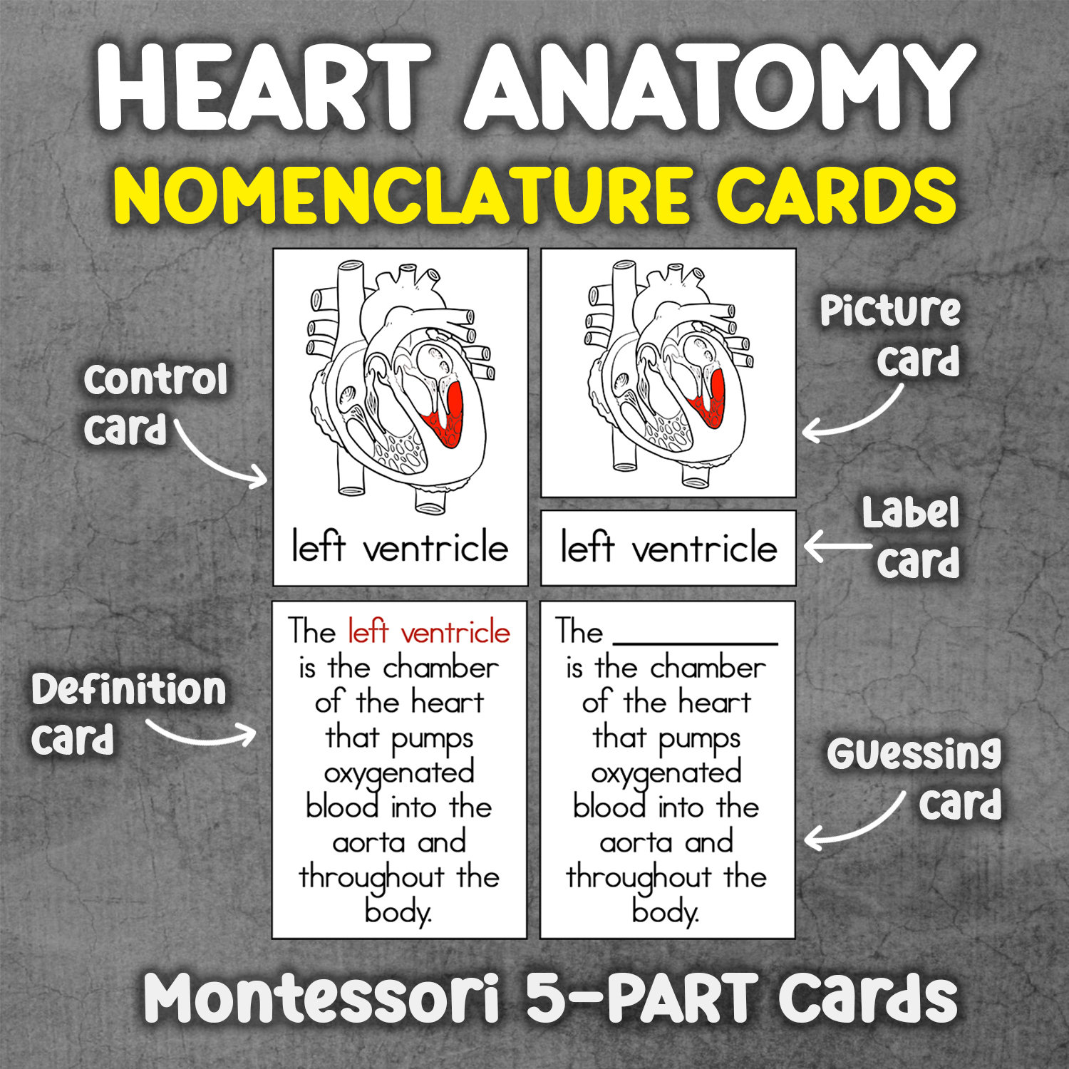 Human Heart Anatomy Parts Human Heart Nomenclature Cards Human Heart 3 ...