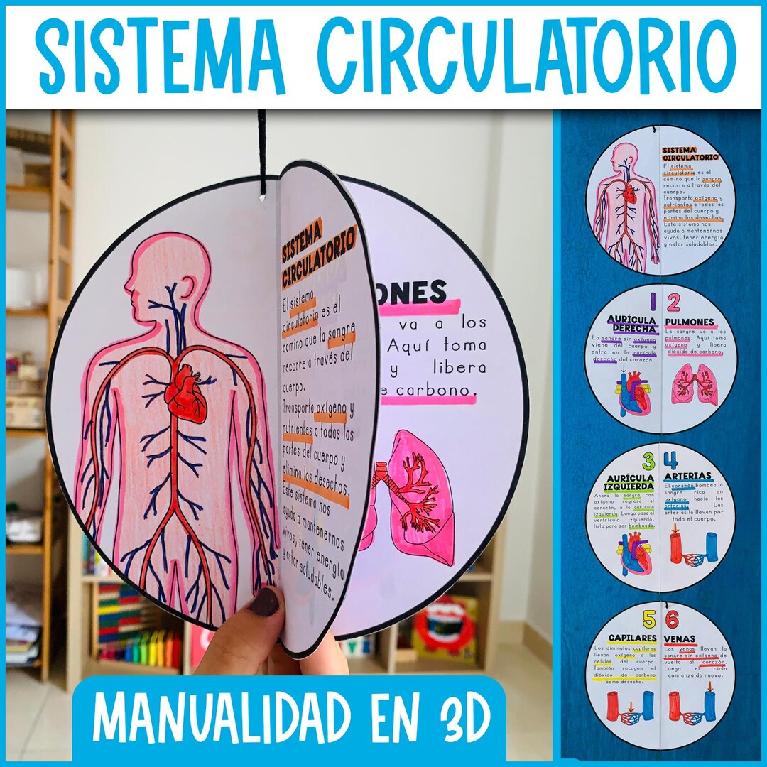 Circulatory System Craft | Spanish Circulatory System | Science in ...