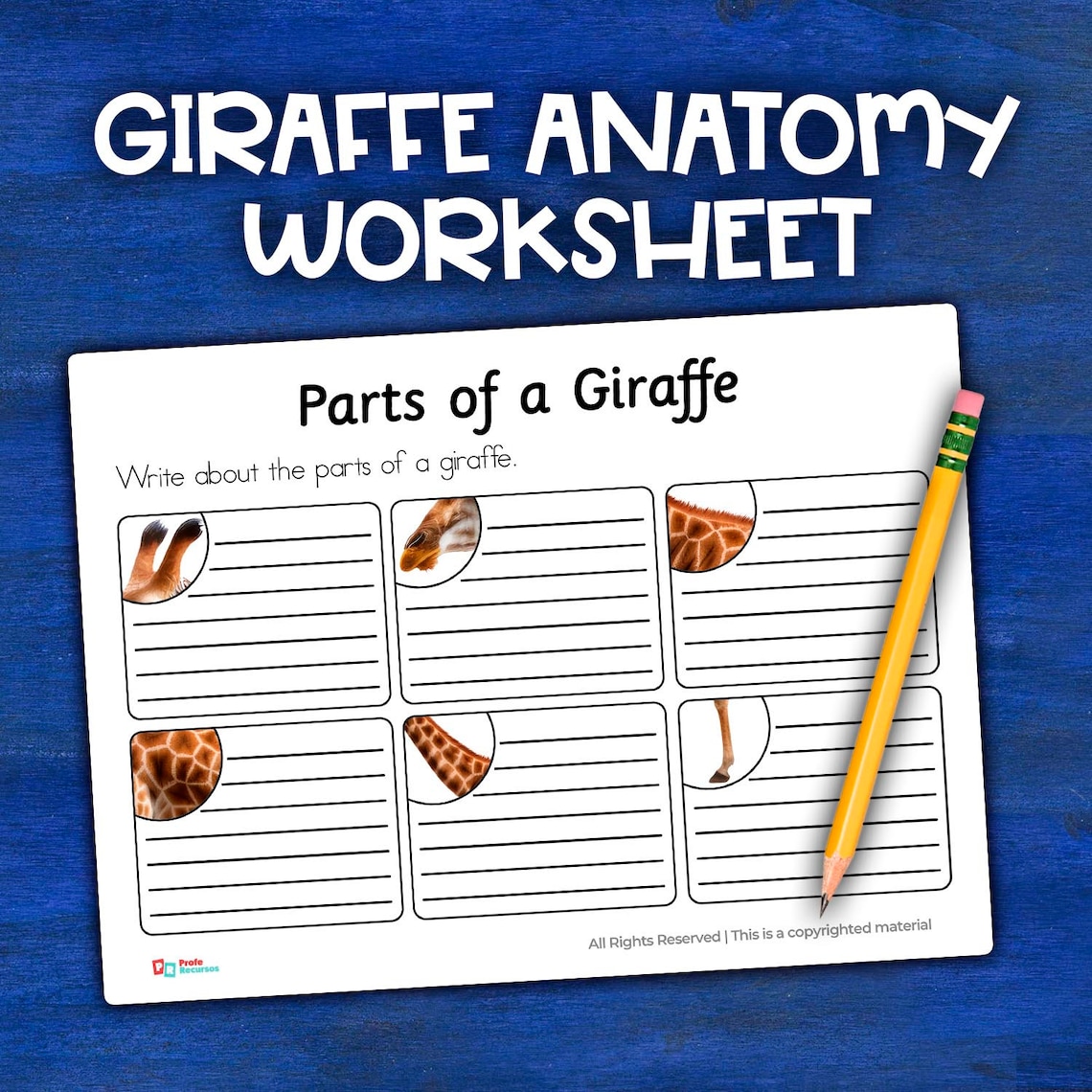Giraffe Anatomy Parts of a Giraffe Diagram Giraffe Parts Labeled ...