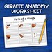 Giraffe Anatomy Parts of a Giraffe Diagram Giraffe Parts Labeled ...