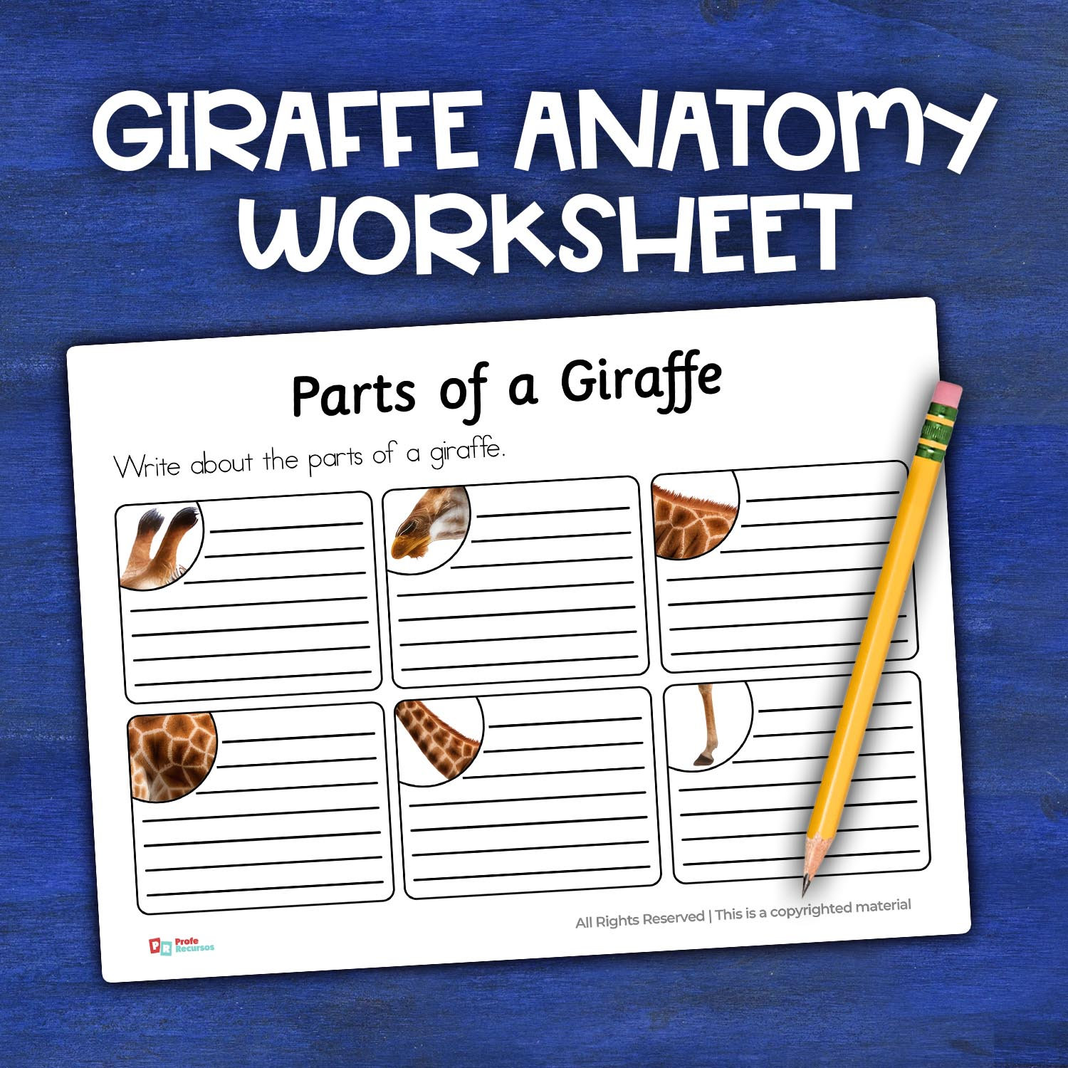 Giraffe Anatomy Parts of a Giraffe Diagram Giraffe Parts Labeled ...