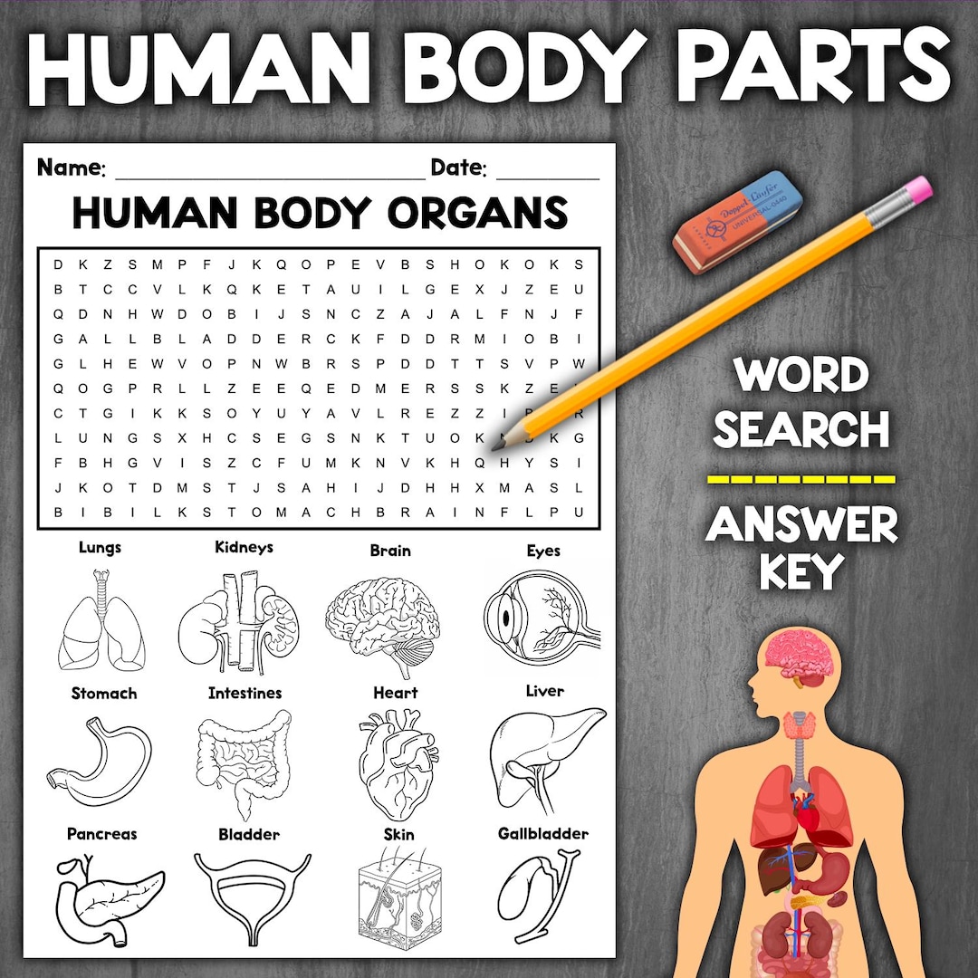 Human Body Systems Activity Worksheet | Organ Systems Word Search Body ...