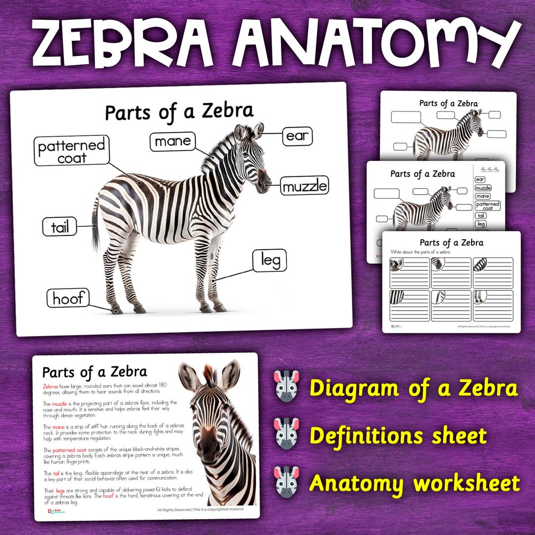 Zebra Anatomy Parts Zebra Diagram Zebra Parts Display Poster All About ...
