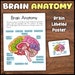 Human Brain Anatomy | Parts of the Brain | Human Brain Parts Labeled ...