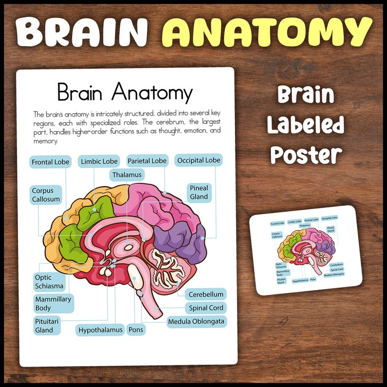 Human Brain Anatomy | Parts of the Brain | Human Brain Parts Labeled ...