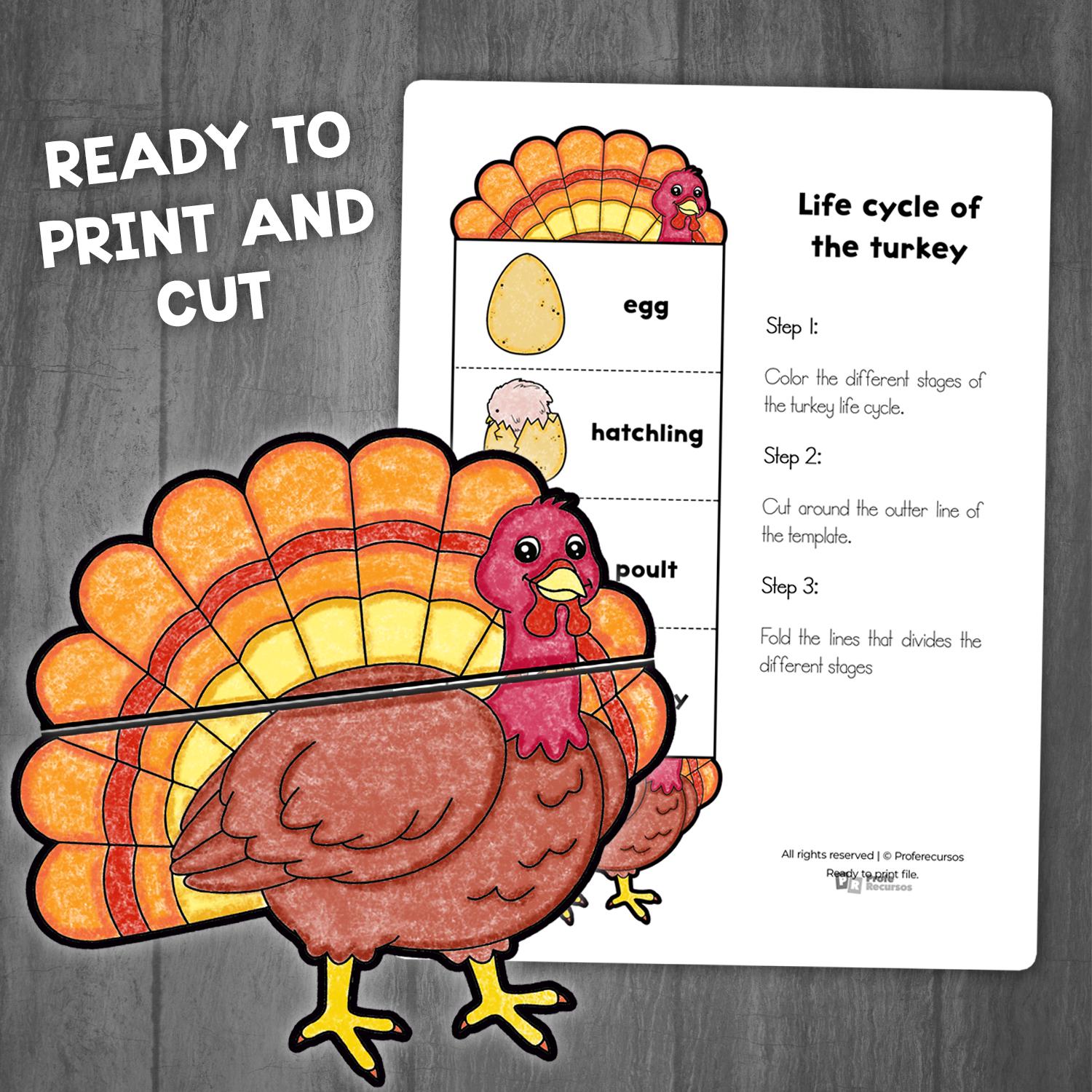 Turkey Life Cycle Craft Activity | Thanksgiving Turkey Craft ...