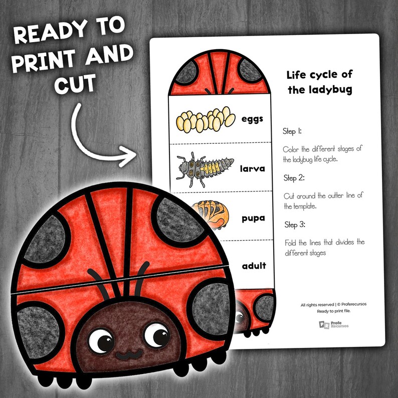 Ladybug Life Cycle Craft Activity | Life Cycle of Ladybug | Spring ...