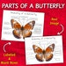 Parts of a Butterfly | Butterfly Anatomy Diagram | REAL IMAGE | Labeled ...