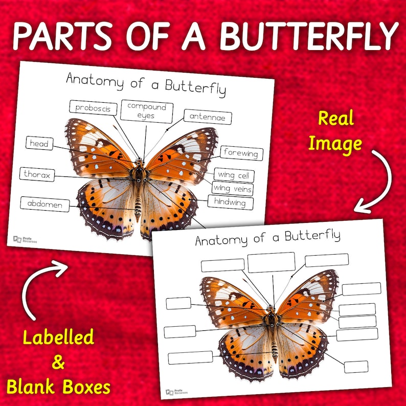 Parts of a Butterfly | Butterfly Anatomy Diagram | REAL IMAGE | Labeled ...