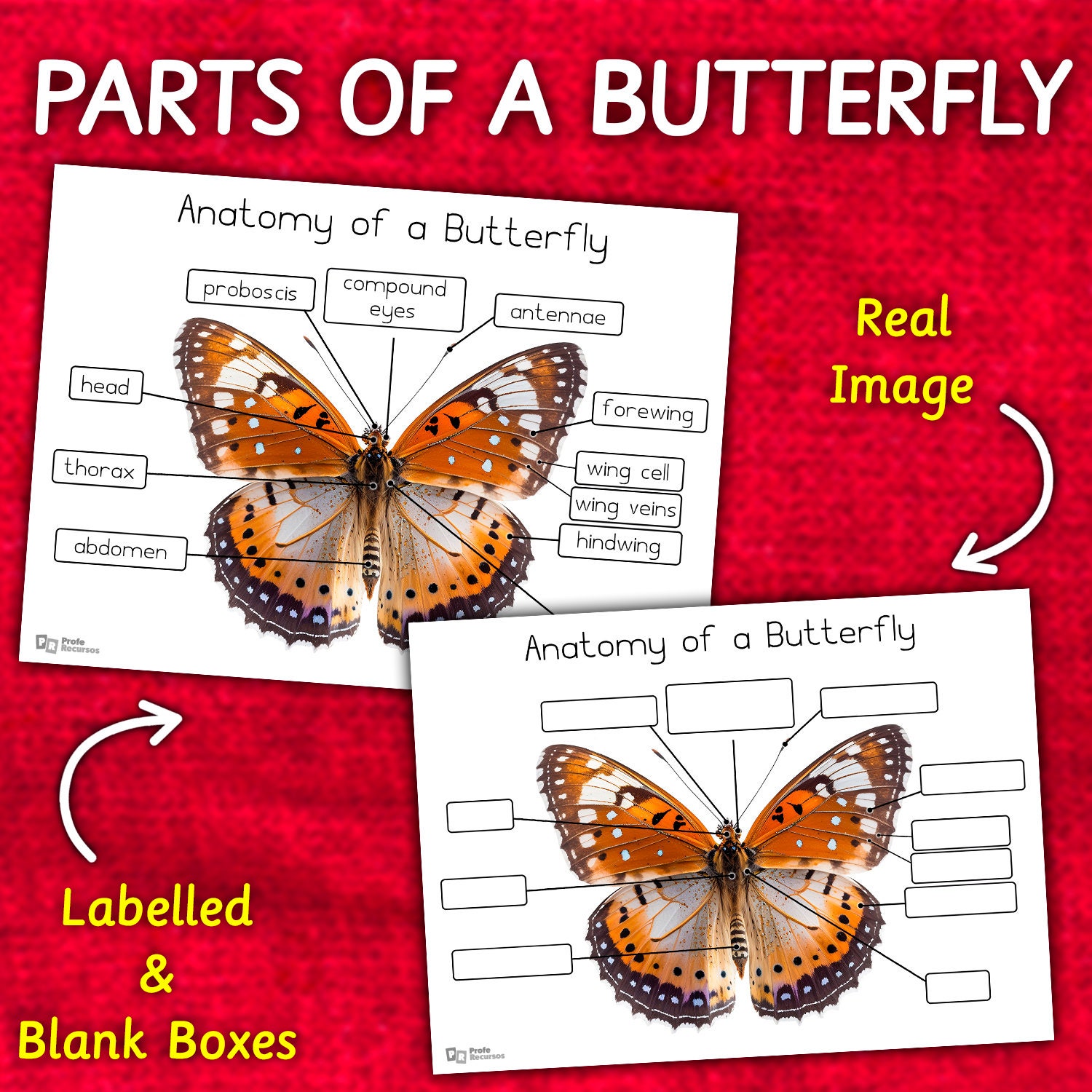 Parts of a Butterfly Butterfly Anatomy Diagram REAL IMAGE Labeled ...