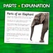 Elephant Anatomy Parts Elephants Parts of an Elephant Diagram Elephant ...