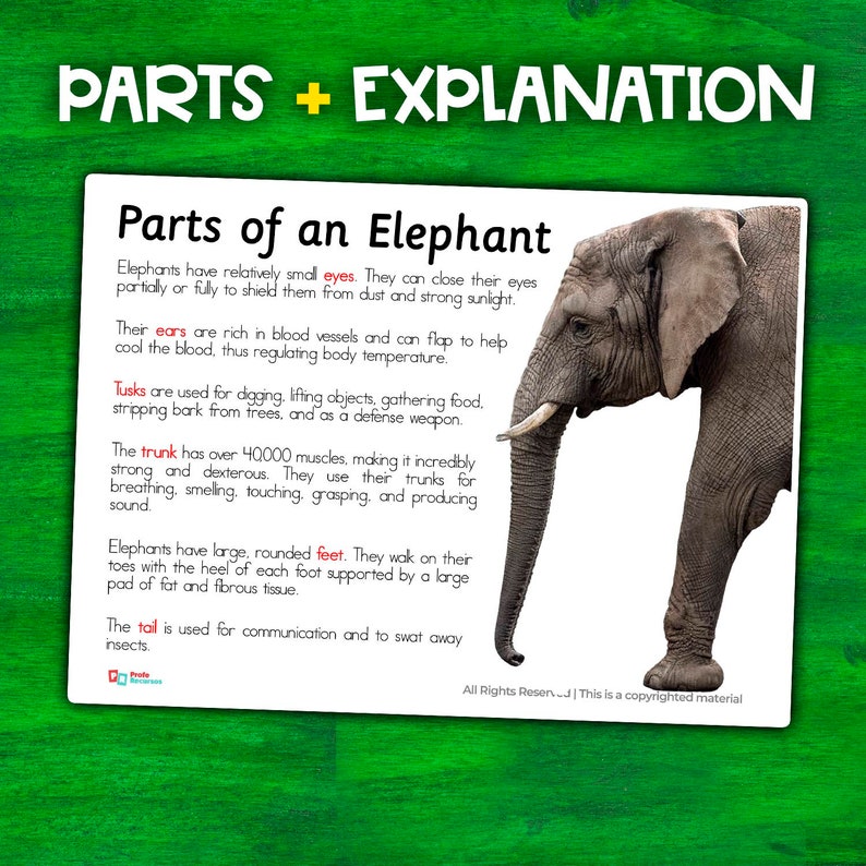 Elephant Anatomy Parts Elephants Parts of an Elephant Diagram Elephant ...