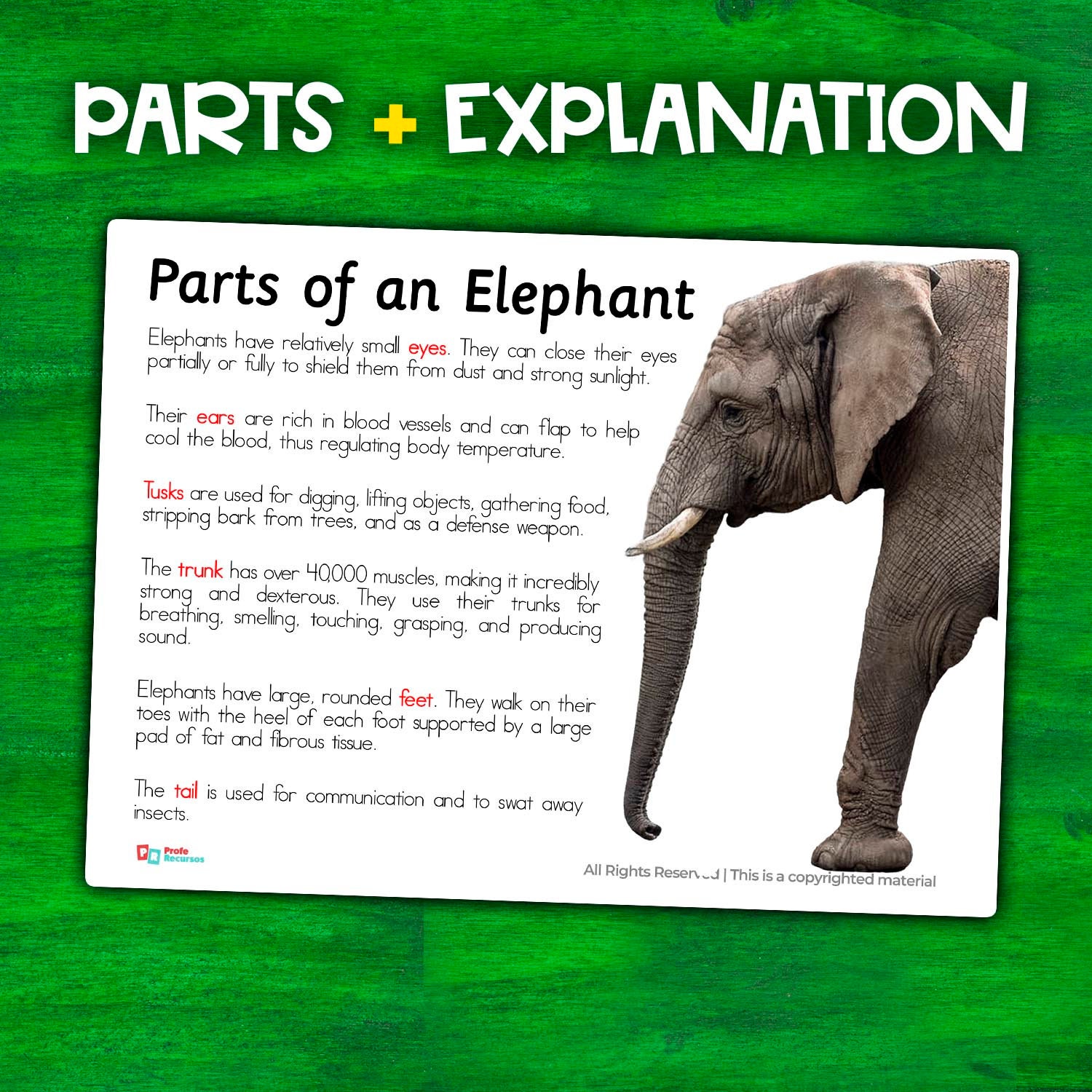 Elephant Anatomy Parts Elephants Parts of an Elephant Diagram Elephant ...