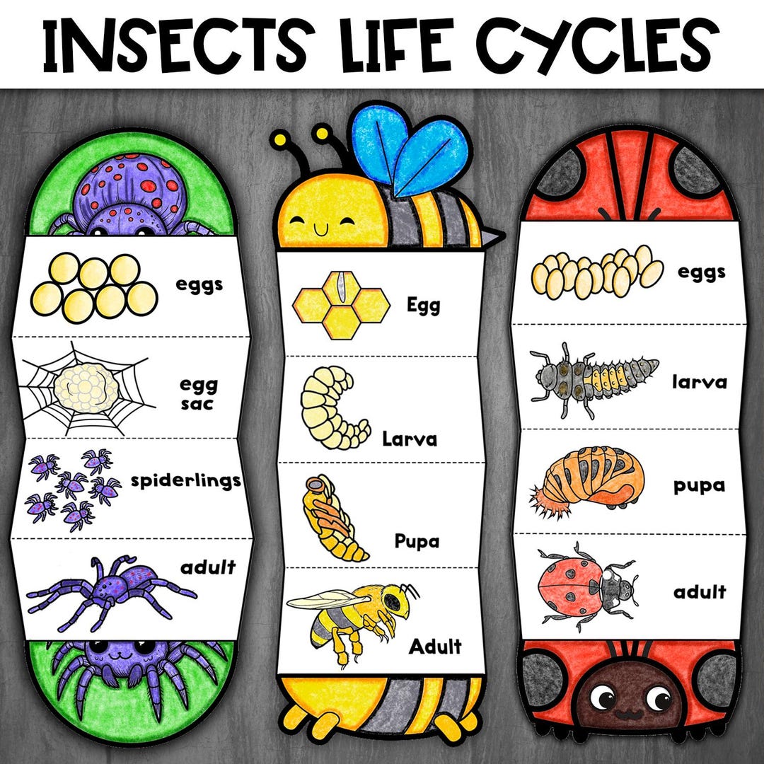 Insects Life Cycles Craft Bundle | Spider, Bee & Ladybug | Hands-on ...