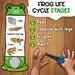 Frog Life Cycle Craft Foldable Template | Life Cycle of a Frog Activity ...