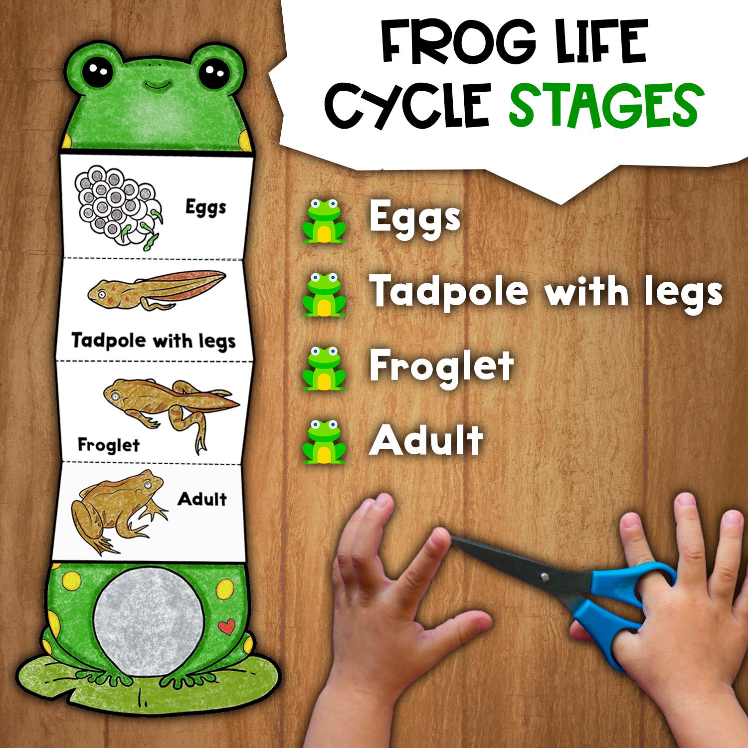 Frog Life Cycle Craft Foldable Template | Life Cycle of a Frog Activity ...