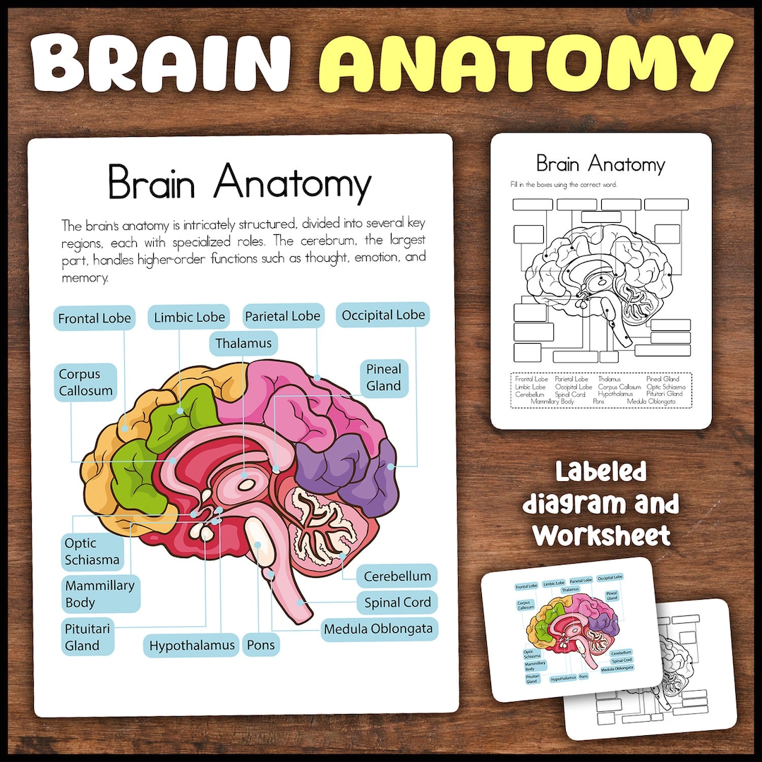 Human Brain Anatomy | Parts of the Brain | Human Brain Parts Labeled ...