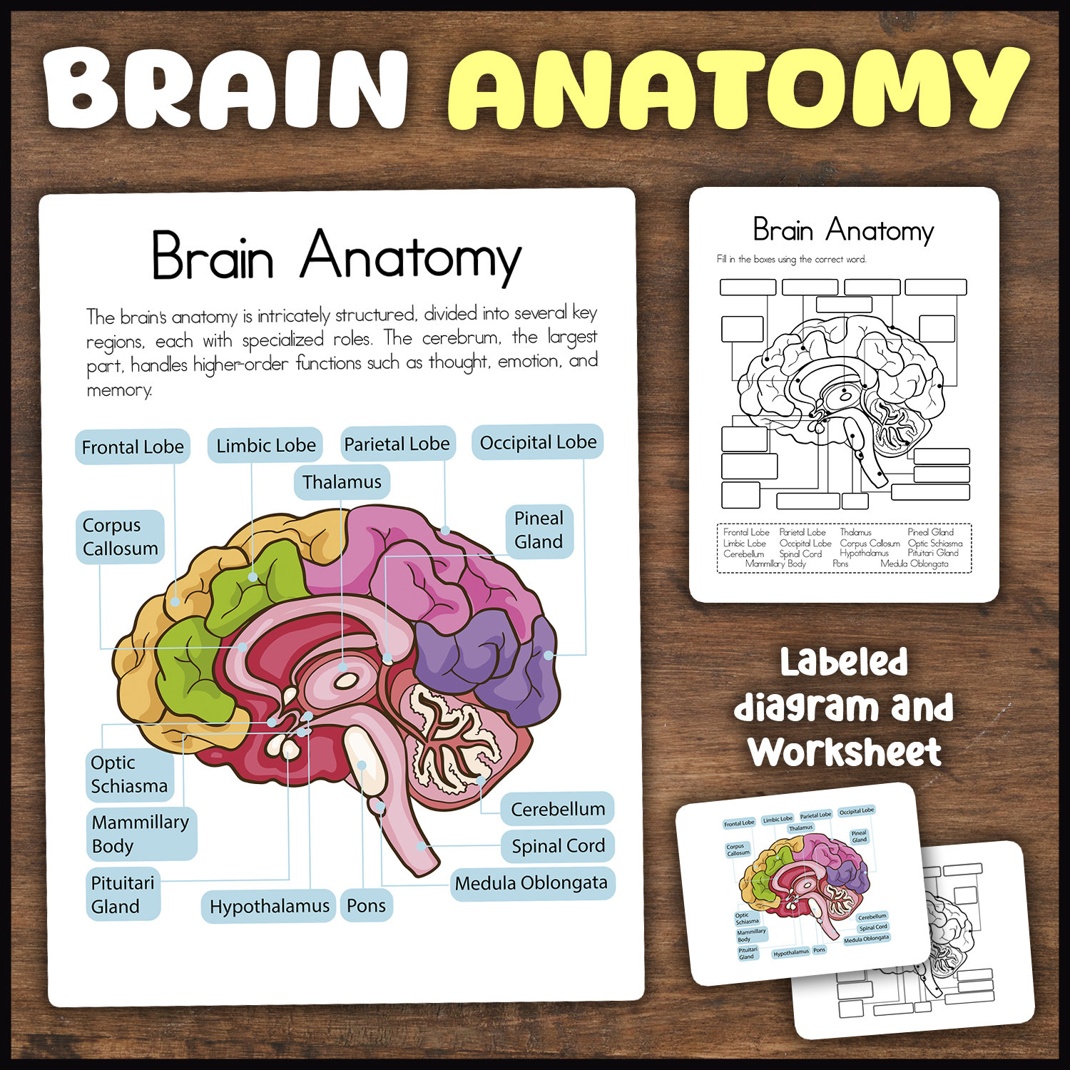 Human Brain Anatomy | Parts of the Brain | Human Brain Parts Labeled ...