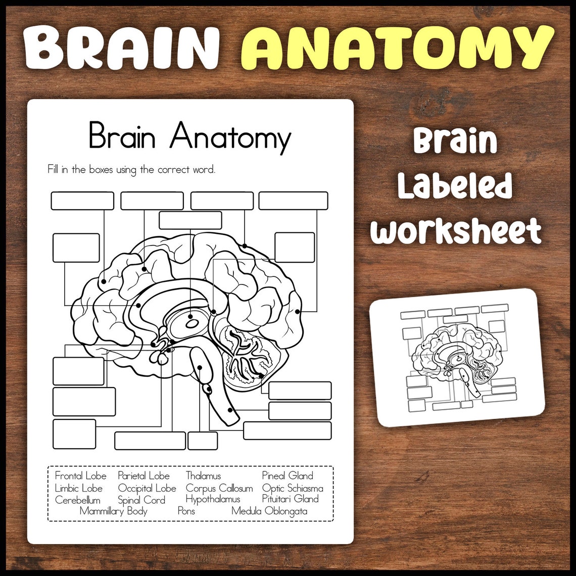 Human Brain Anatomy | Parts of the Brain | Human Brain Parts Labeled ...