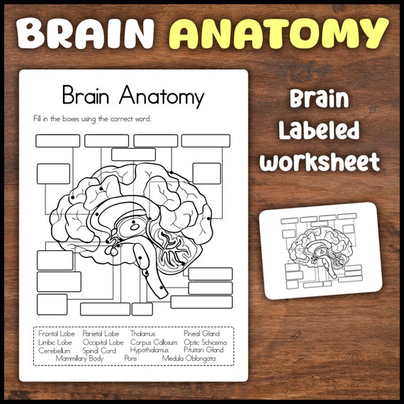 Anatomy Of The Brain Worksheet Resources :: External Brain Regions