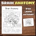 Human Brain Anatomy | Parts of the Brain | Human Brain Parts Labeled ...