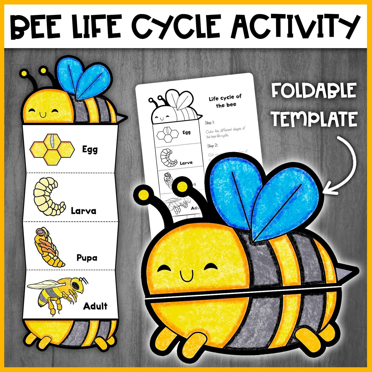 Bee Life Cycle Learning Activity for Kids | Foldable Craft Activity ...