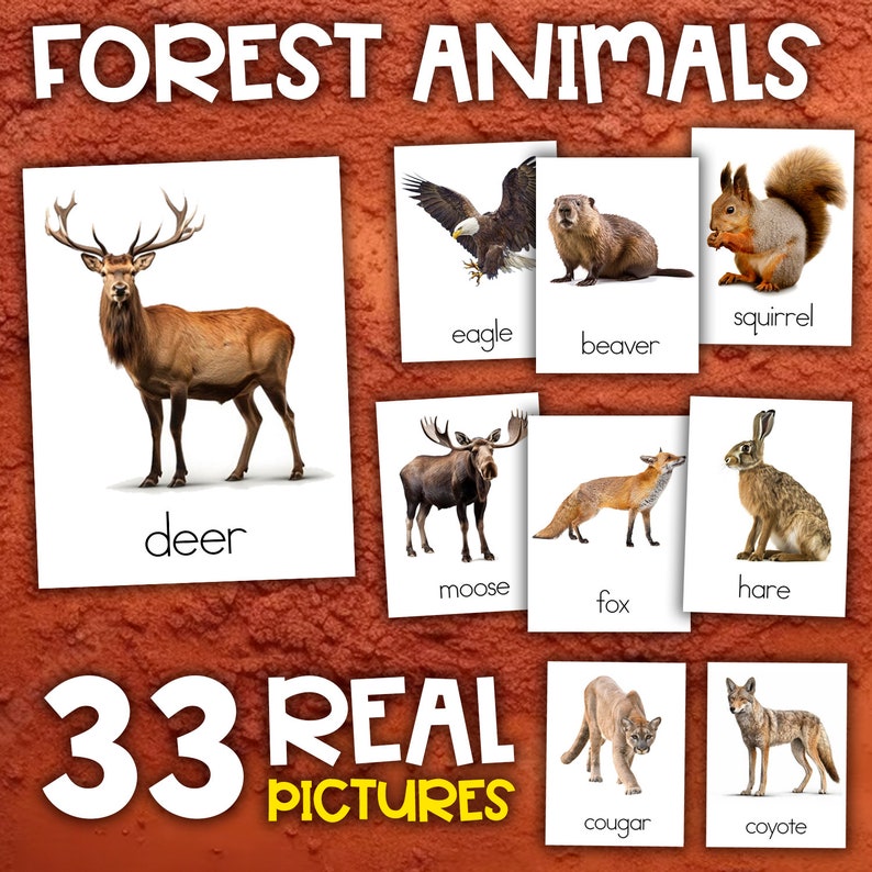 Forest Animals Flashcards | Montessori 3-part Cards | Forest Animals ...