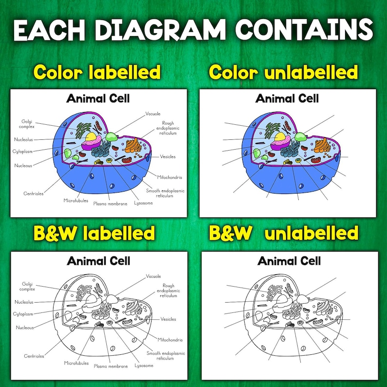 Animal and Plant Cell Diagrams | Color, B&W, Labeled, Unlabeled Cell ...