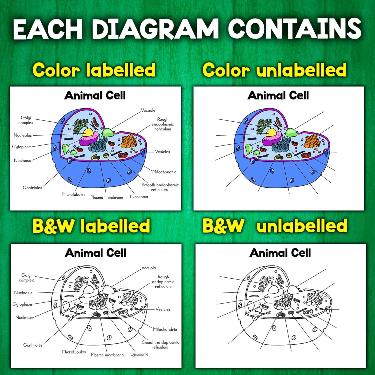 Animal and Plant Cell Diagrams | Color, B&W, Labeled, Unlabeled Cell ...