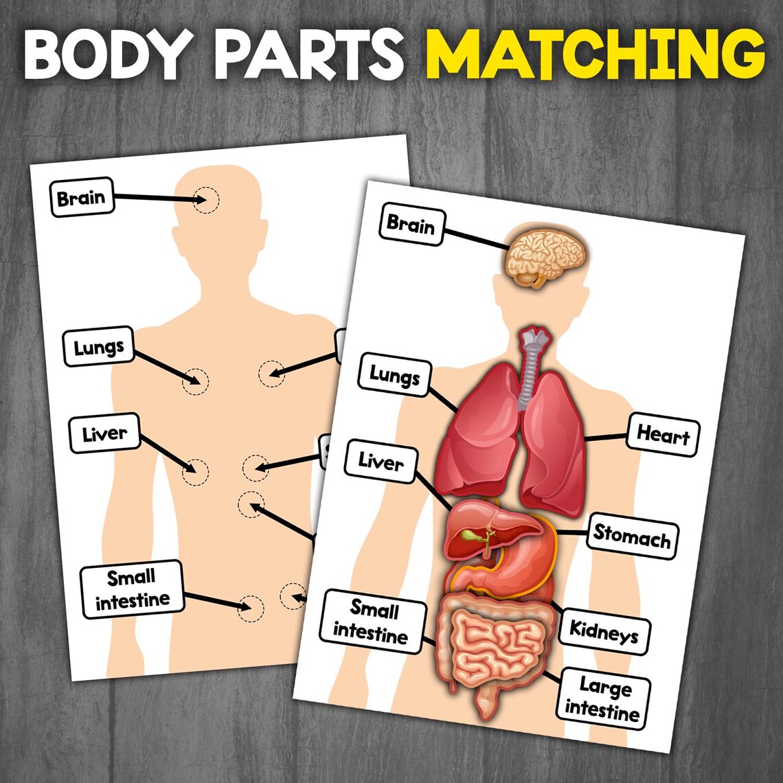 Body Organs Matching Activity | Human Body Anatomy Activity | Parts of ...