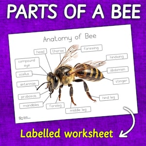 Parts of a Bee | Bee Anatomy Diagram | Labeled Diagram of a Bee - Etsy