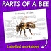 Parts of a Bee | Bee Anatomy Diagram | Labeled Diagram of a Bee - Etsy