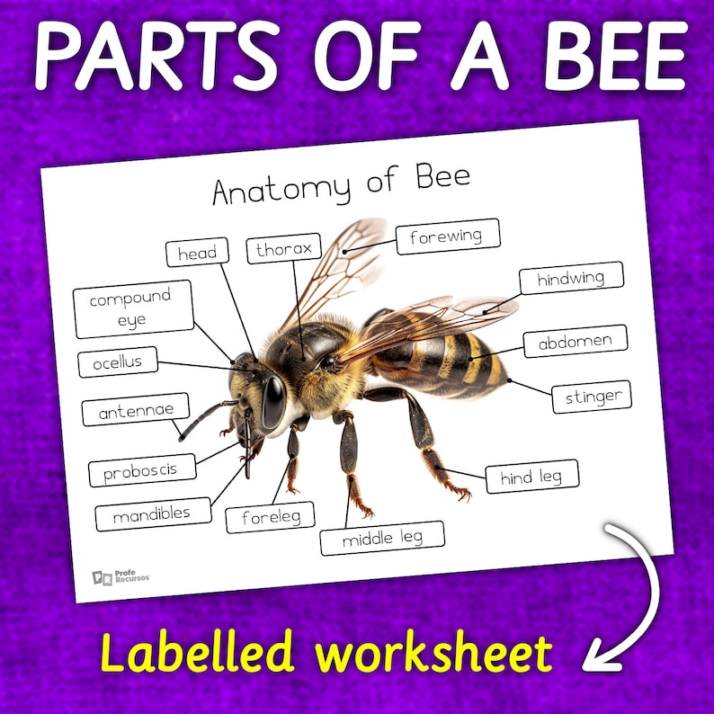 Parts of a Bee | Bee Anatomy Diagram | Labeled Diagram of a Bee - Etsy