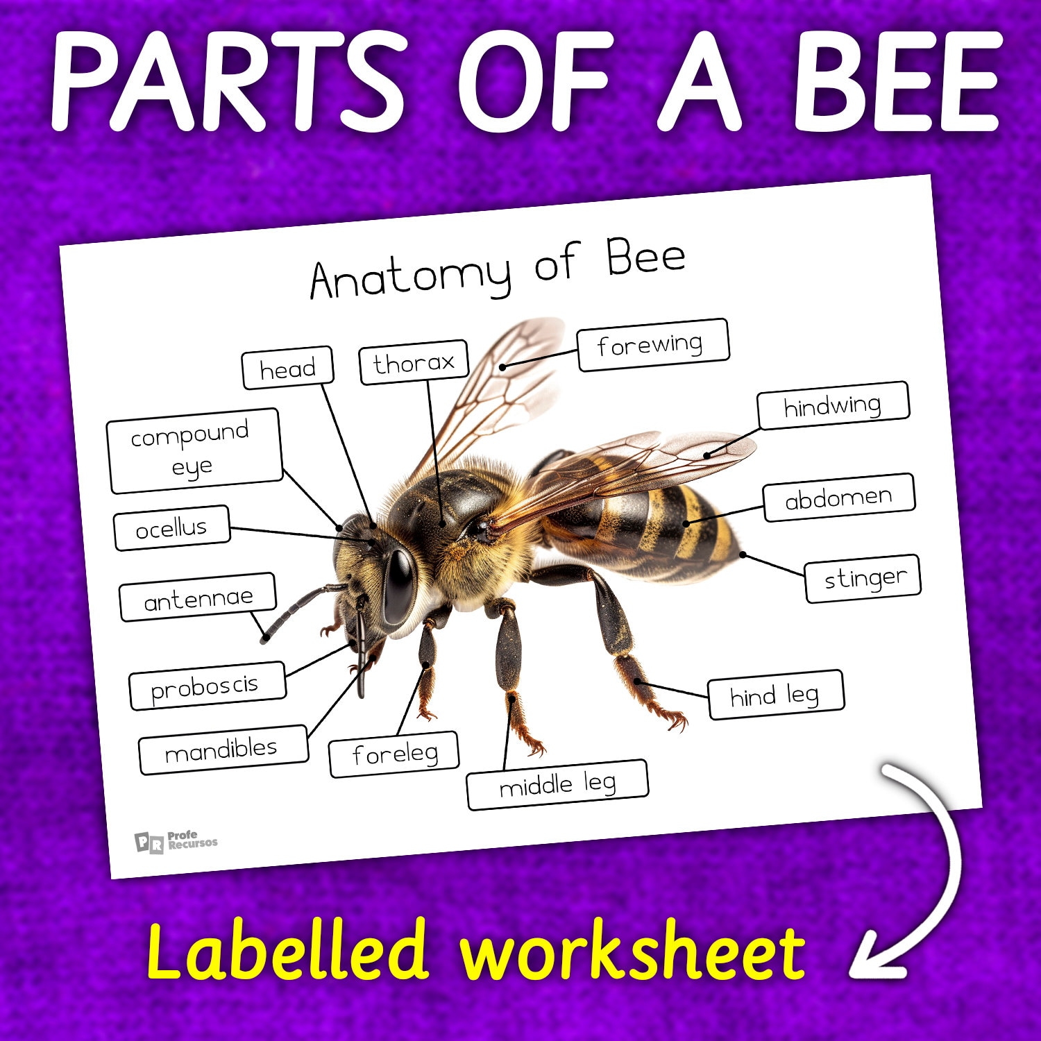 Parts of a Bee | Bee Anatomy Diagram | Labeled Diagram of a Bee - Etsy