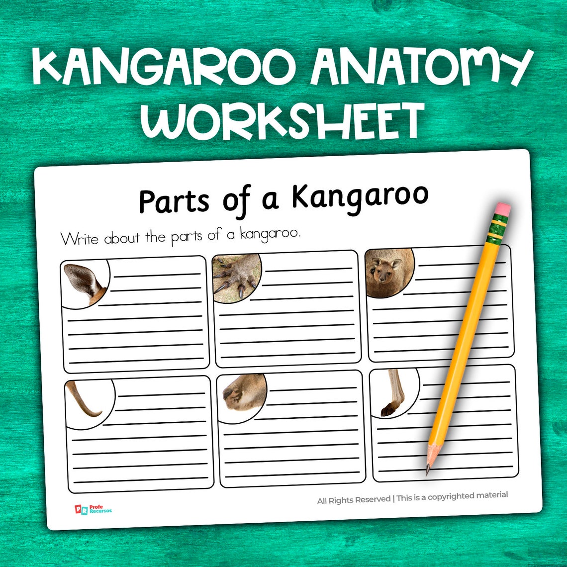 Kangaroo Anatomy Parts of a Kangaroo Labeled Diagram Kangaroo Display ...