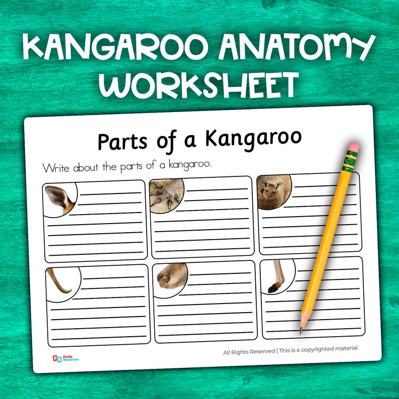 Kangaroo Anatomy Parts of a Kangaroo Labeled Diagram Kangaroo Display ...