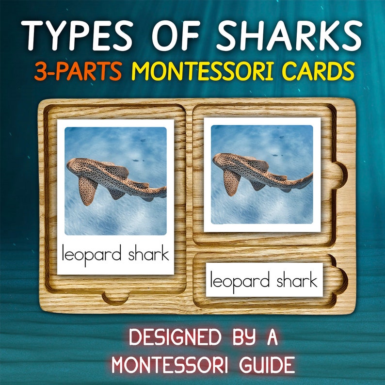 Types of Sharks Cards Types of Sharks Montessori Cards Montessori ...
