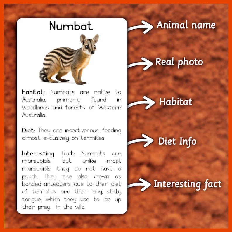 Australian Animals | Animals From Australia Flashcards | Animals From ...